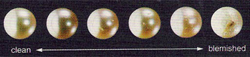 Know About Pearls | Jagdamba Pearls